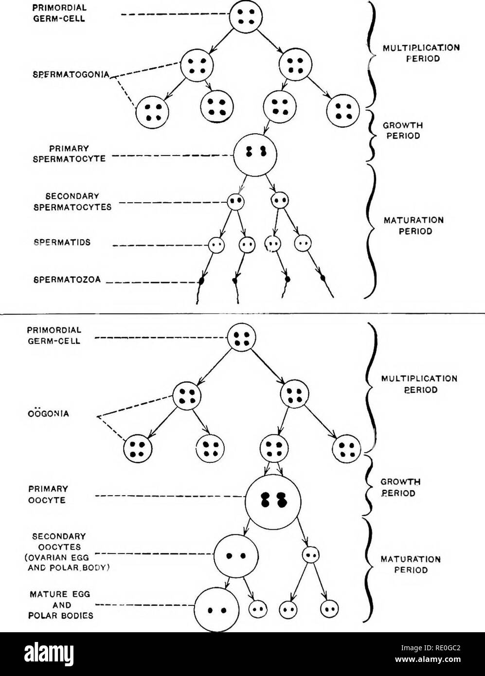. The germ-cell cycle in animals . Cells. GERM-CELL CYCLE EST ANIMALS ...
