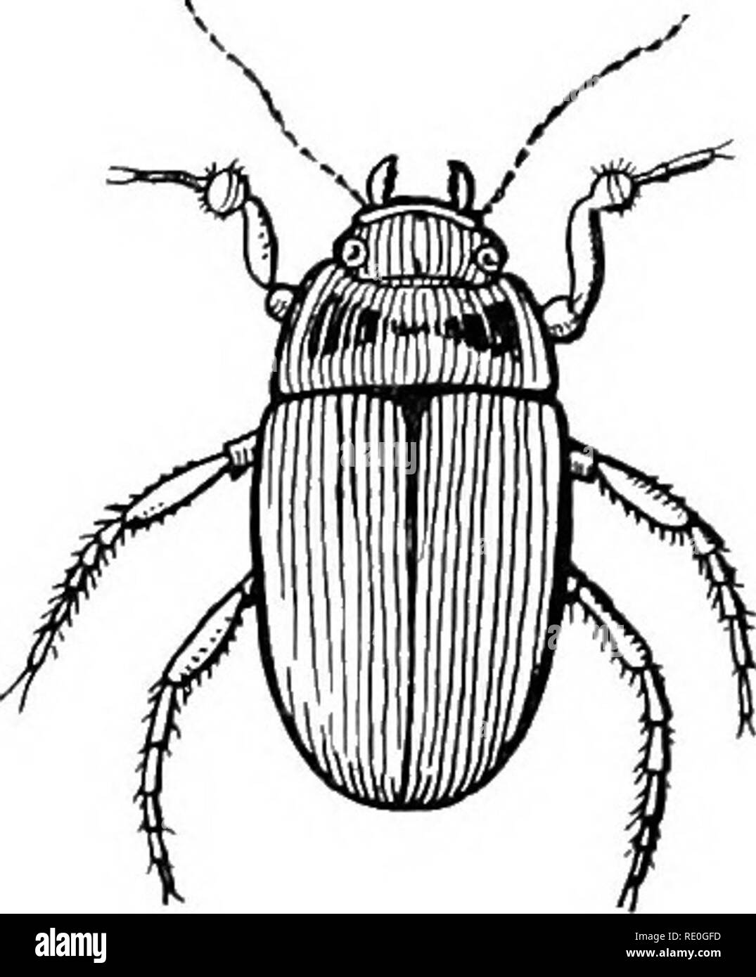 Coleoptera wings Black and White Stock Photos & Images - Alamy