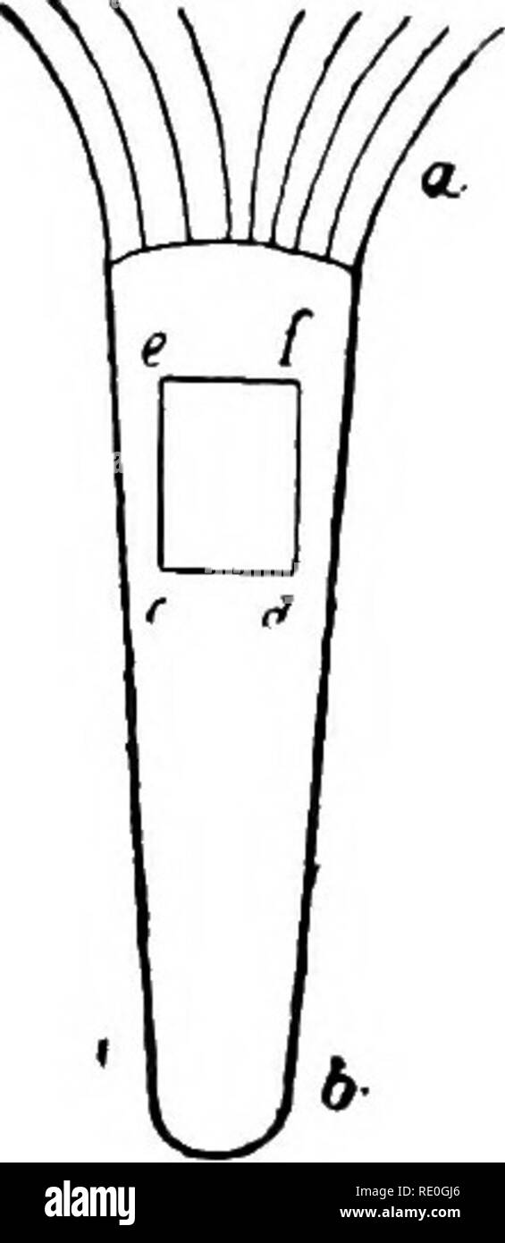 Actinian hi-res stock photography and images - Alamy