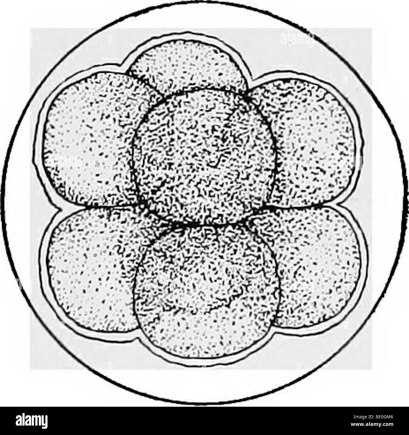 Jacques loeb Black and White Stock Photos & Images - Alamy