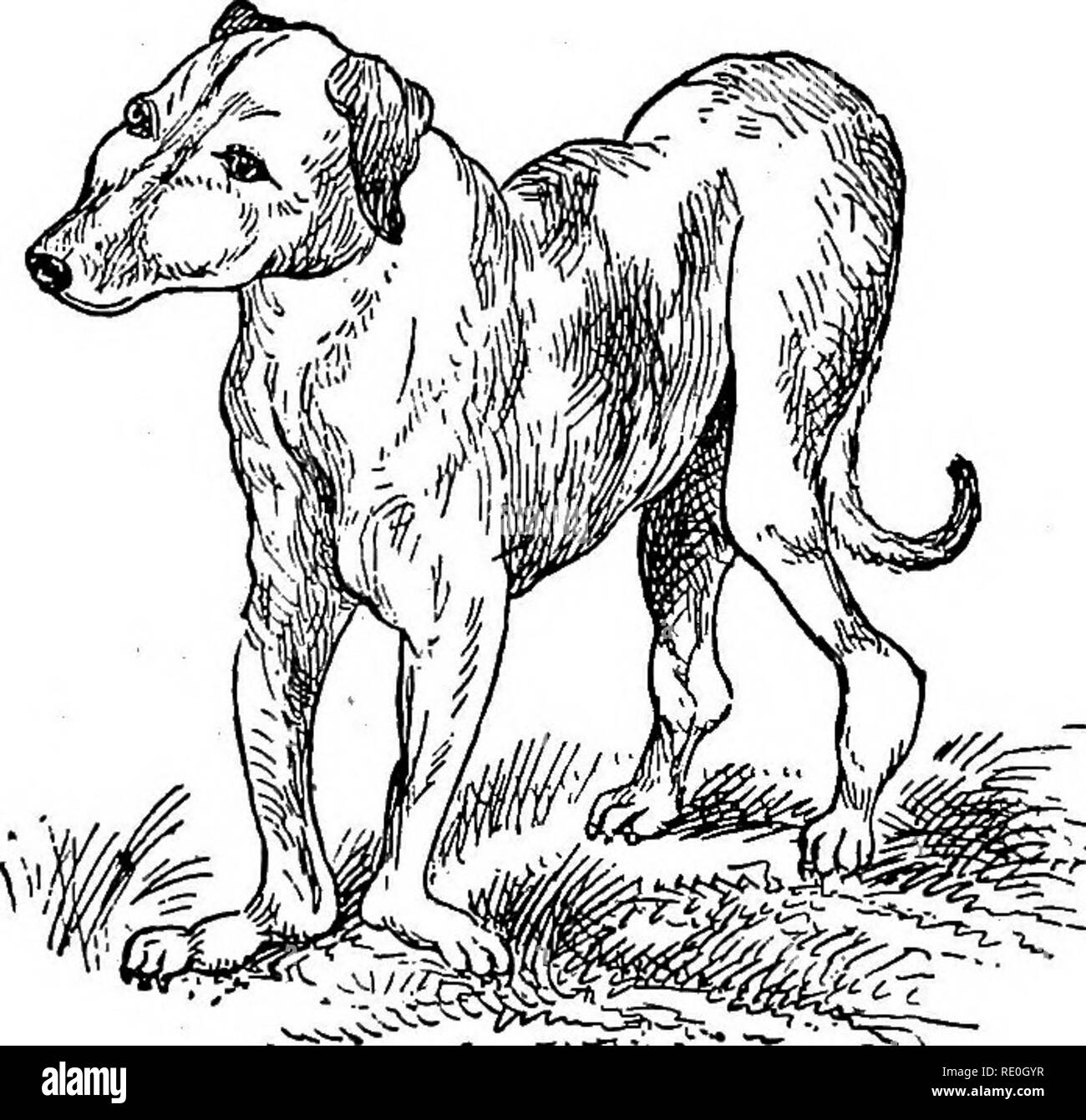 Rickets In Dogs Can Dogs Get Rickets? | Dire Wolf Project