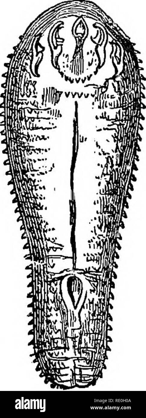 Inverted dog Black and White Stock Photos & Images - Alamy