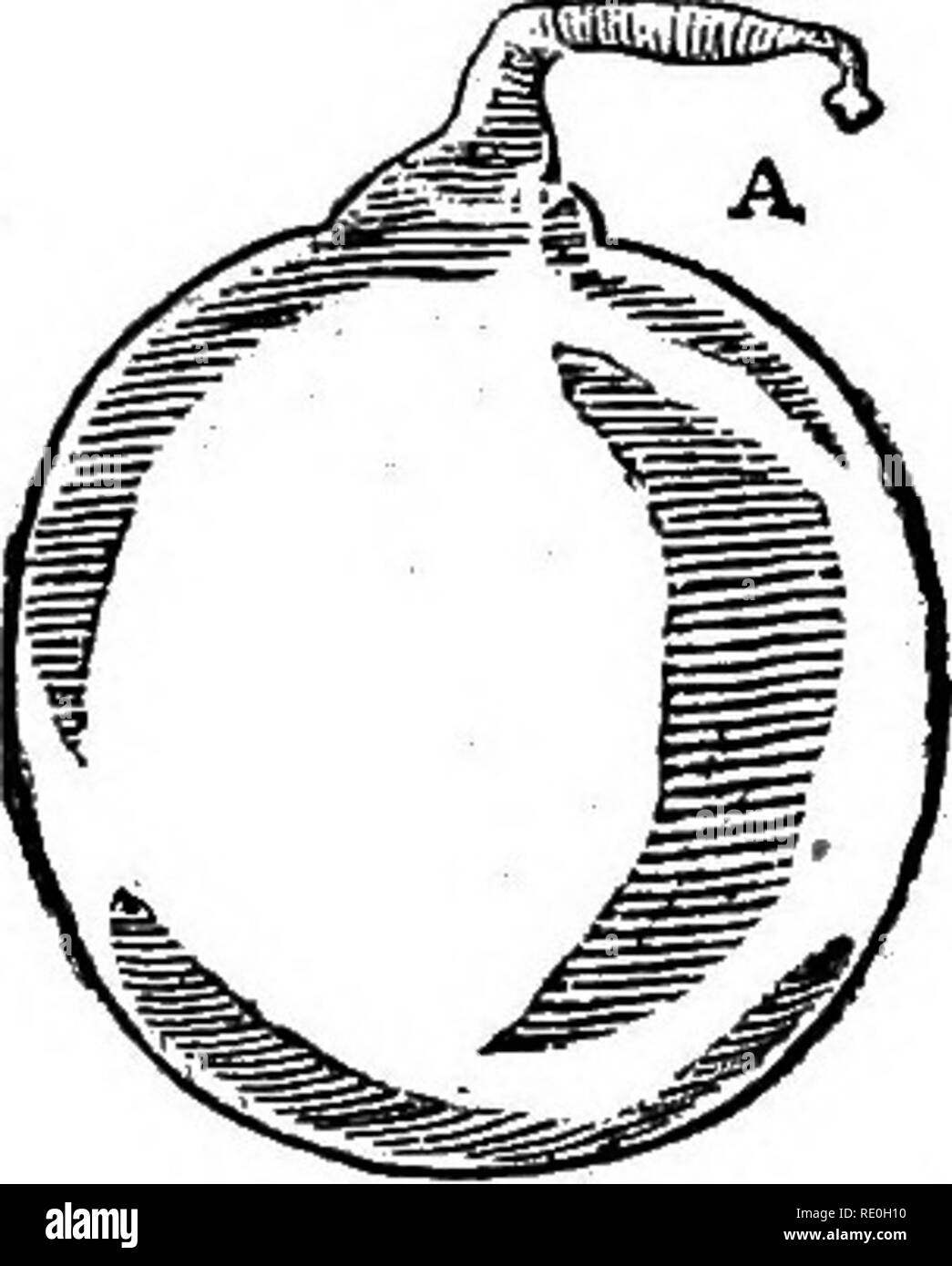 . The management and diseases of the dog. Dogs; Dog breeds. INTERNAL ...