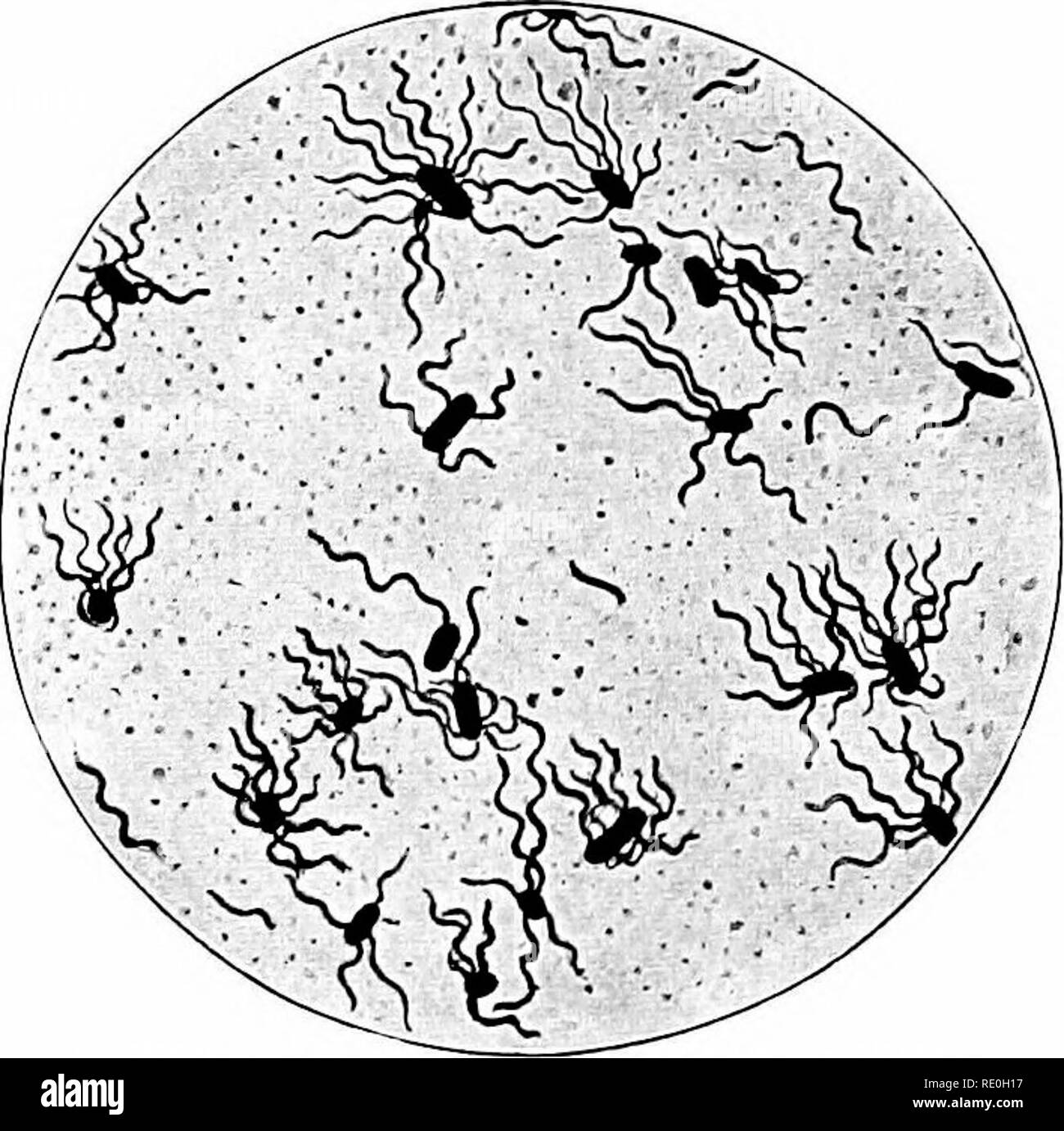 Bacillus typhosus hi-res stock photography and images - Alamy