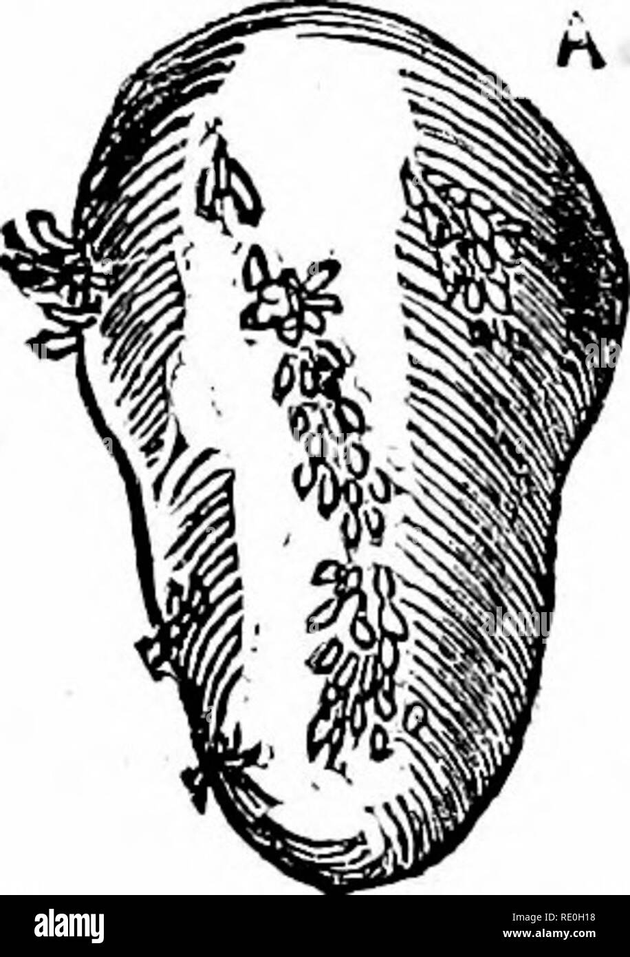 . The management and diseases of the dog. Dogs; Dog breeds. INTERNAL ...