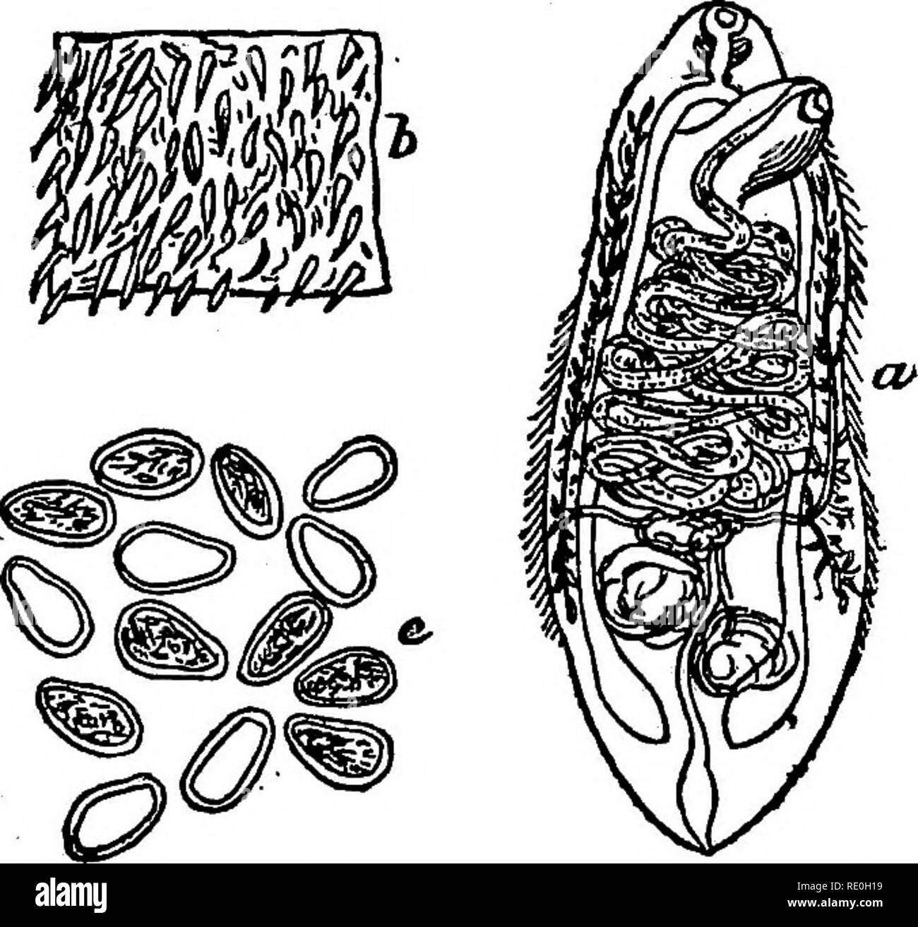 . The management and diseases of the dog. Dog breeds; Dogs. CHAPTER XV ...