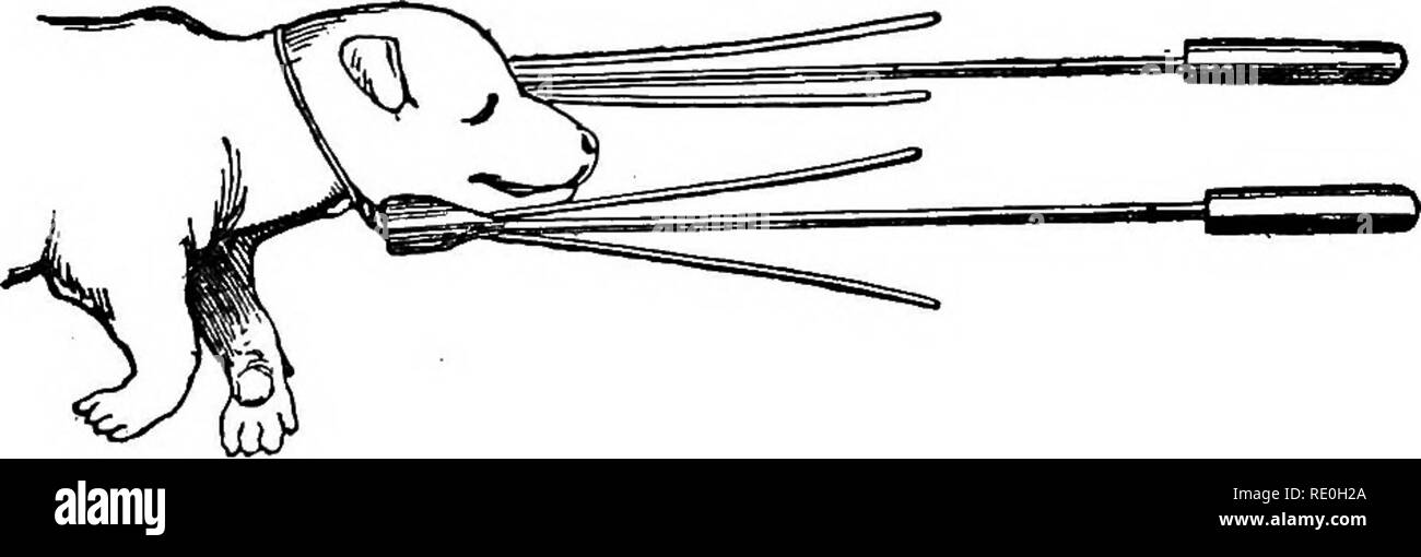 . The management and diseases of the dog. Dog breeds; Dogs. 154 The ...