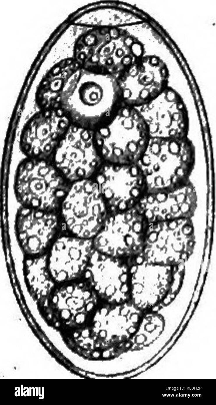 Heterophyes Heterophyes