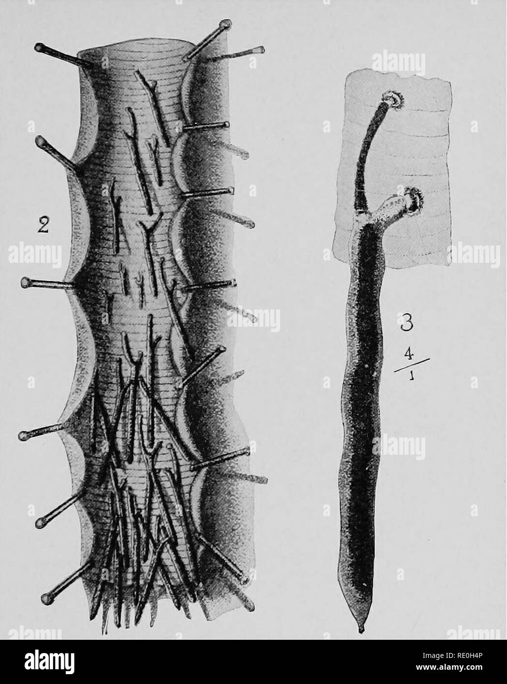 Syngamus trachea Black and White Stock Photos & Images - Alamy