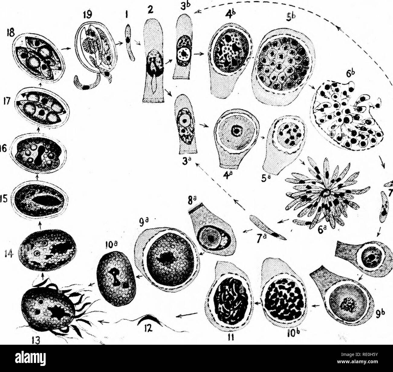 . Parasites and parasitosis of the domestic animals : the zoo?logy and ...