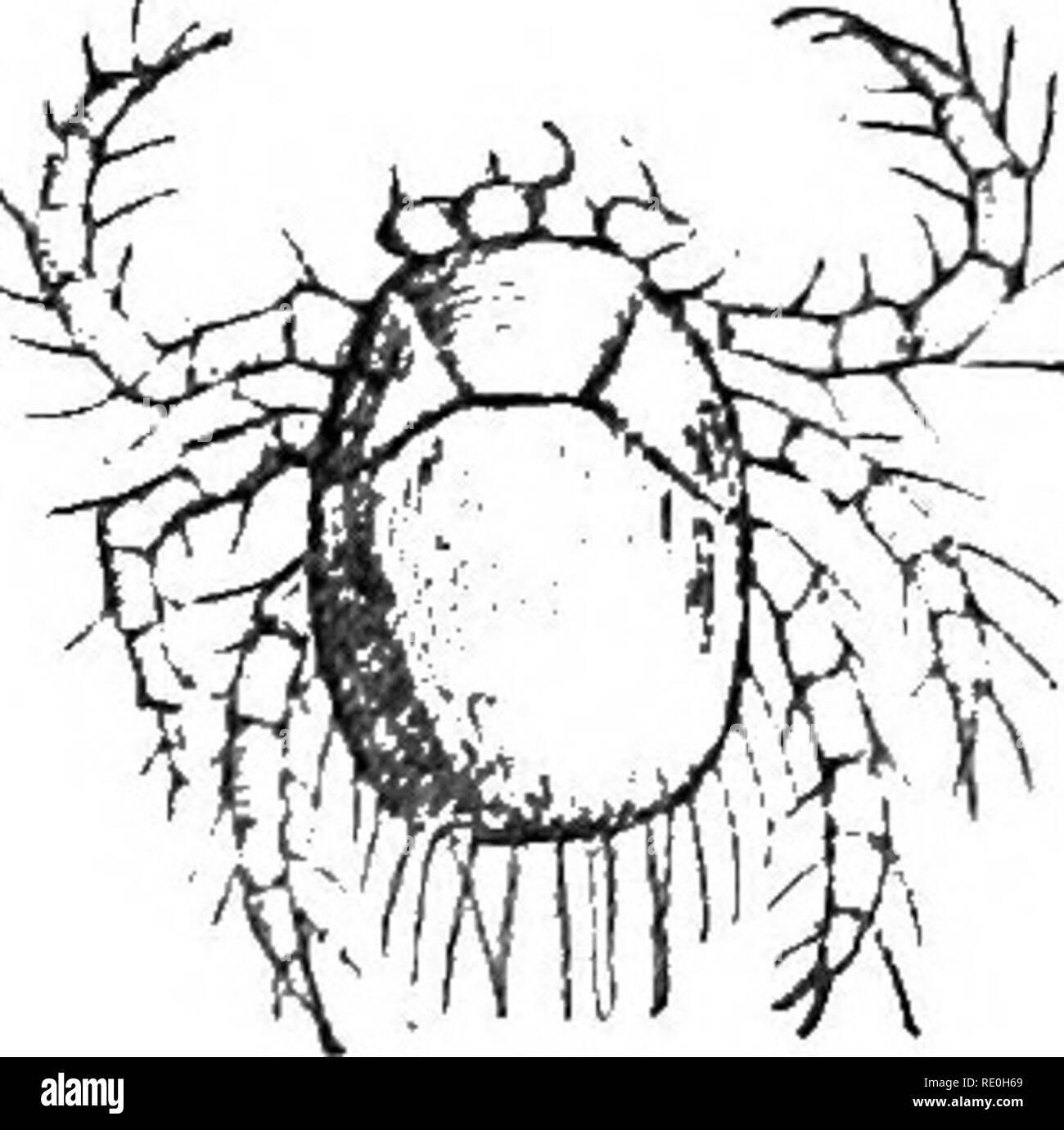 Scabies mites skin Black and White Stock Photos & Images - Alamy