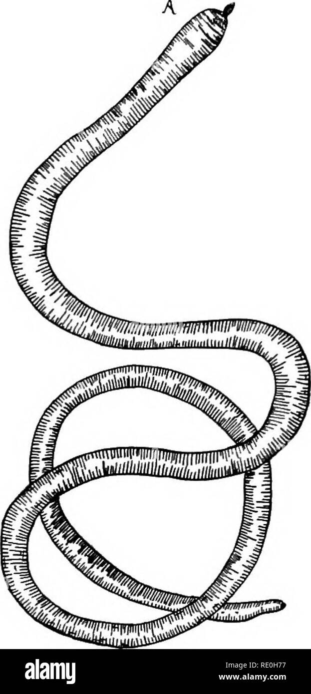 Nemathelminthes Examples