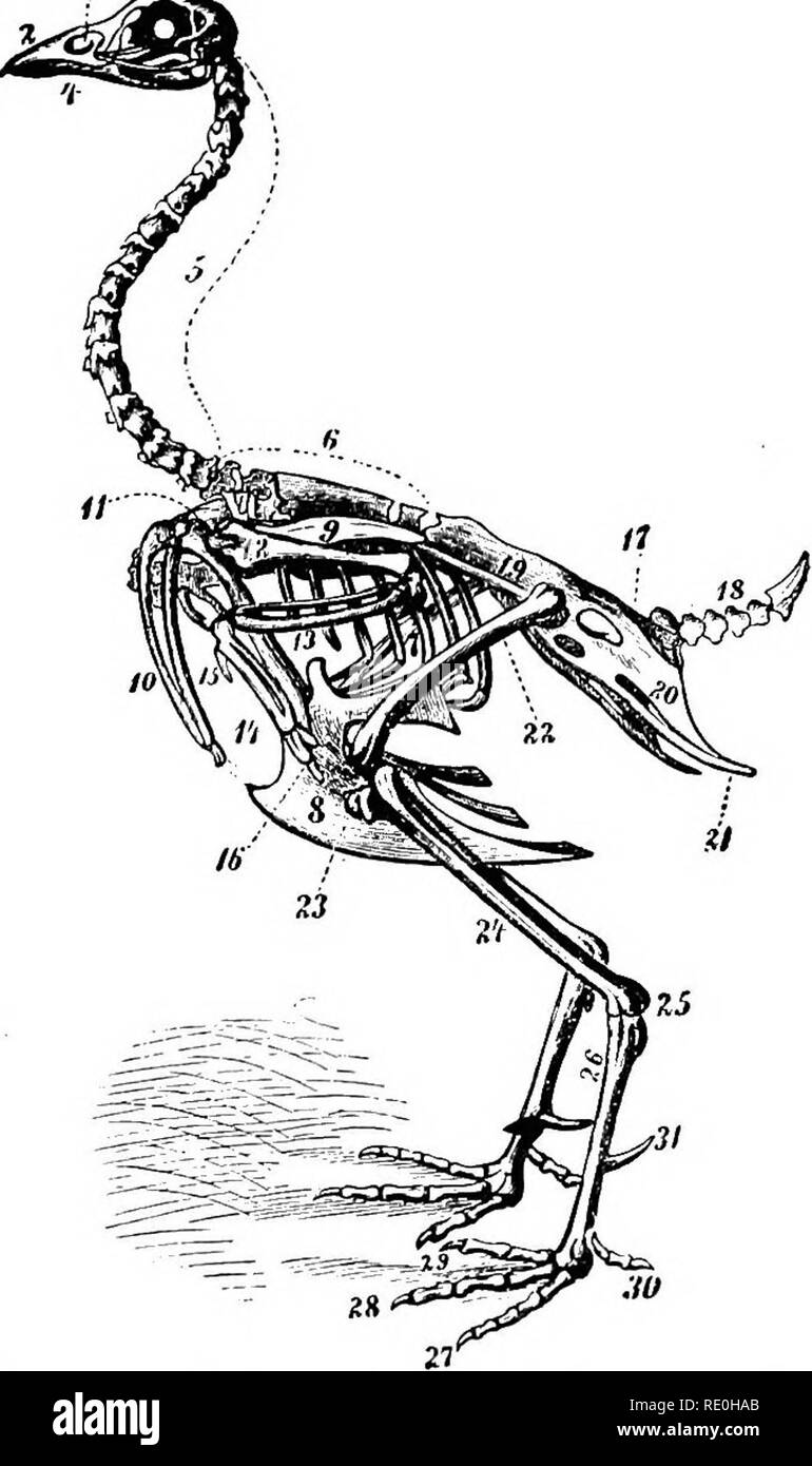 Atlas vertebra Black and White Stock Photos & Images - Alamy