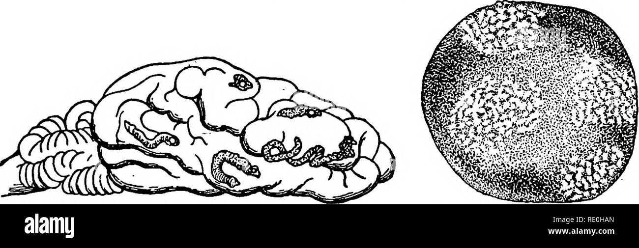 . Parasites and parasitosis of the domestic animals : the zoo?logy and ...