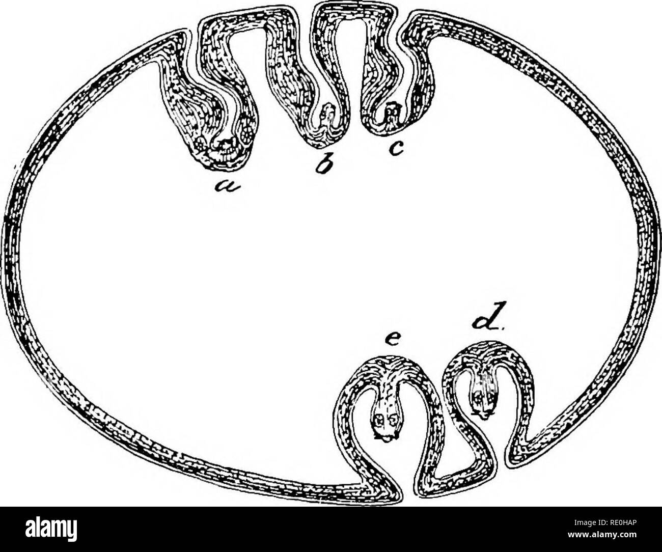 . Parasites and parasitosis of the domestic animals : the zoo?logy and ...