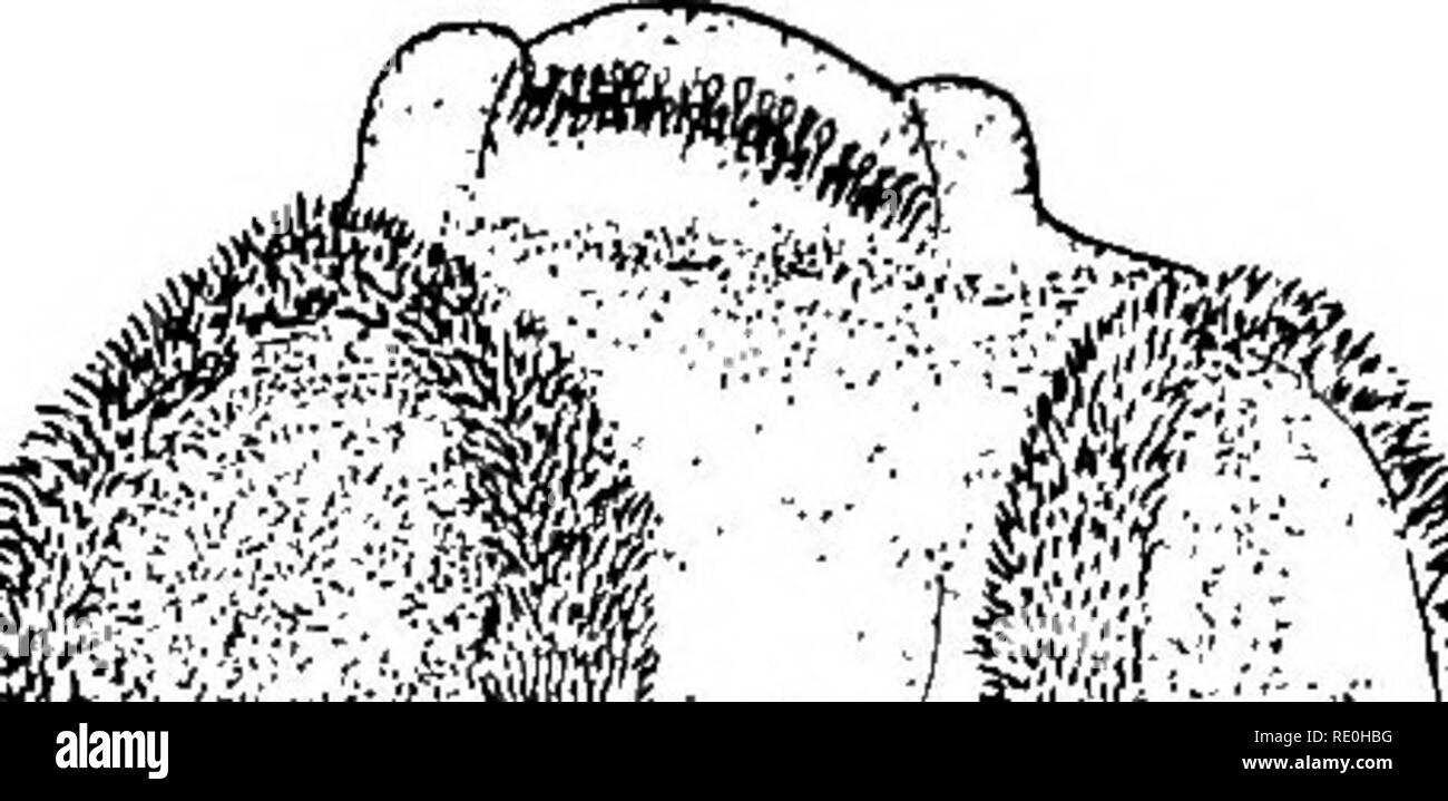 . Parasites and parasitosis of the domestic animals : the zoo?logy and ...