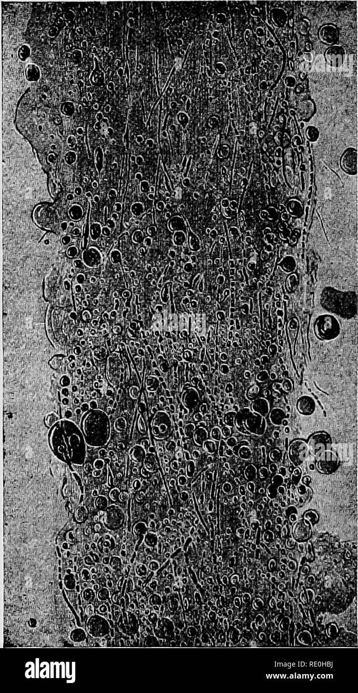 . A text-book upon the pathogenic Bacteria and Protozoa for students of ...