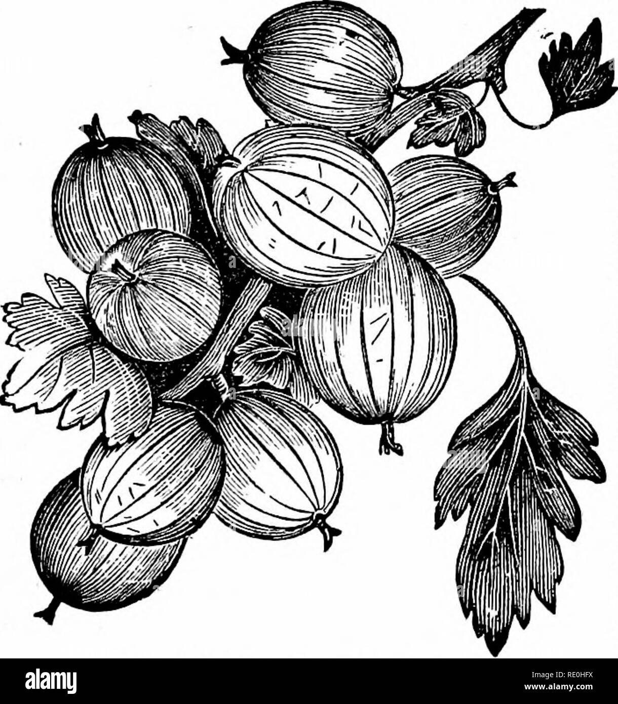 . The American fruit culturist : containing directions for the ...