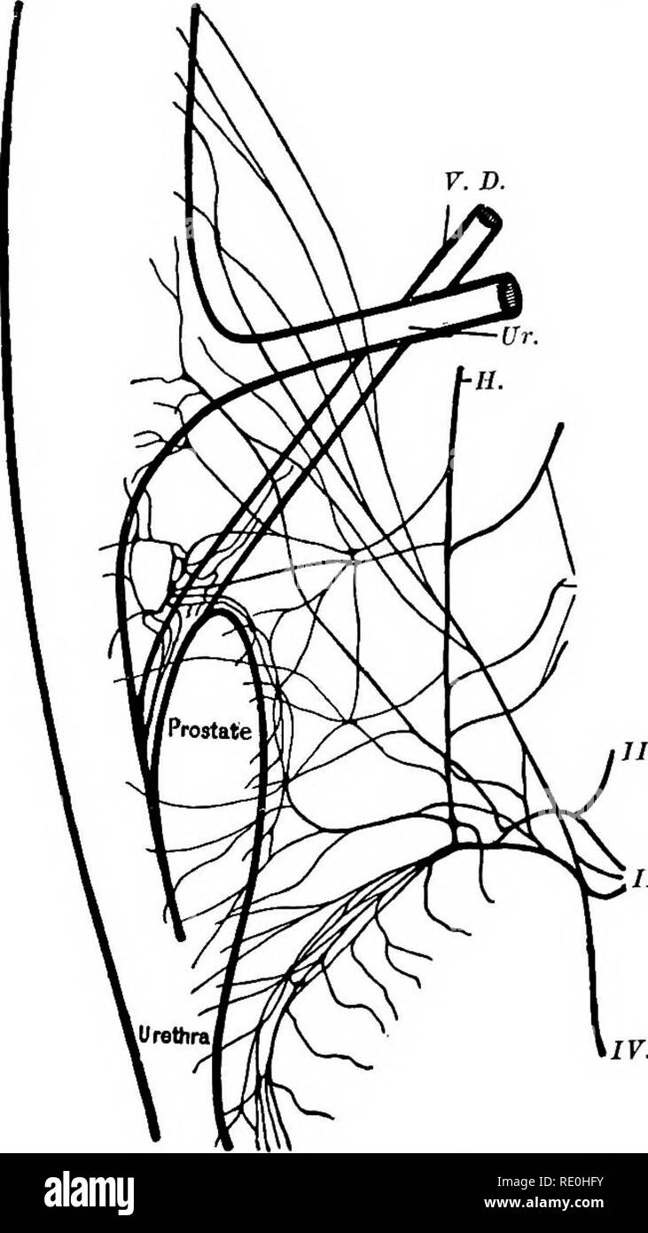 Male reproductive diagram Black and White Stock Photos & Images - Alamy