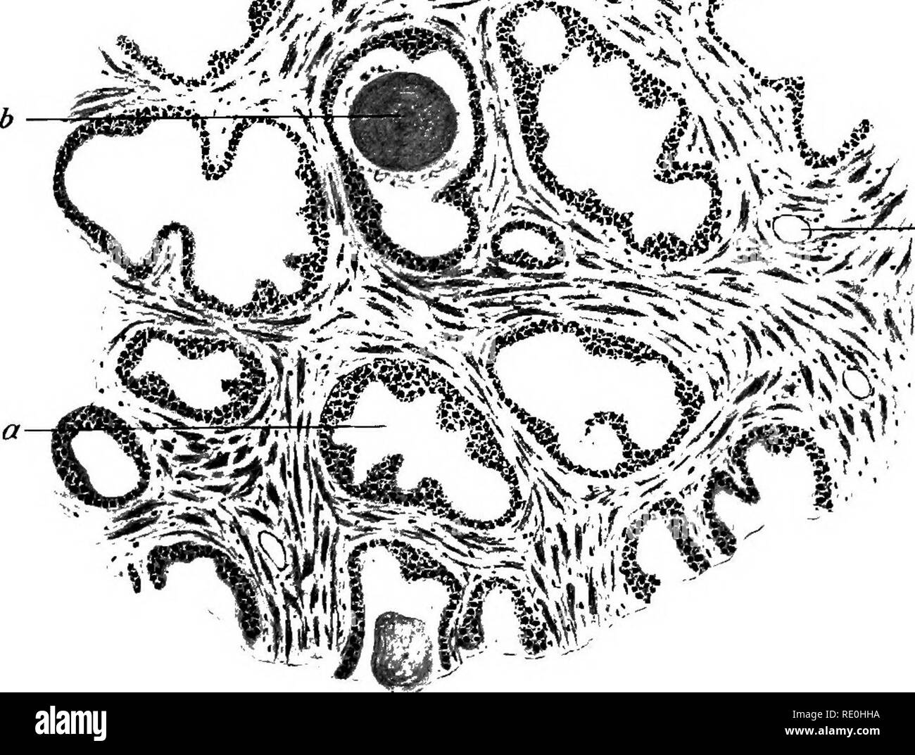 . The physiology of reproduction. Reproduction. Fig. 57.—Section ...