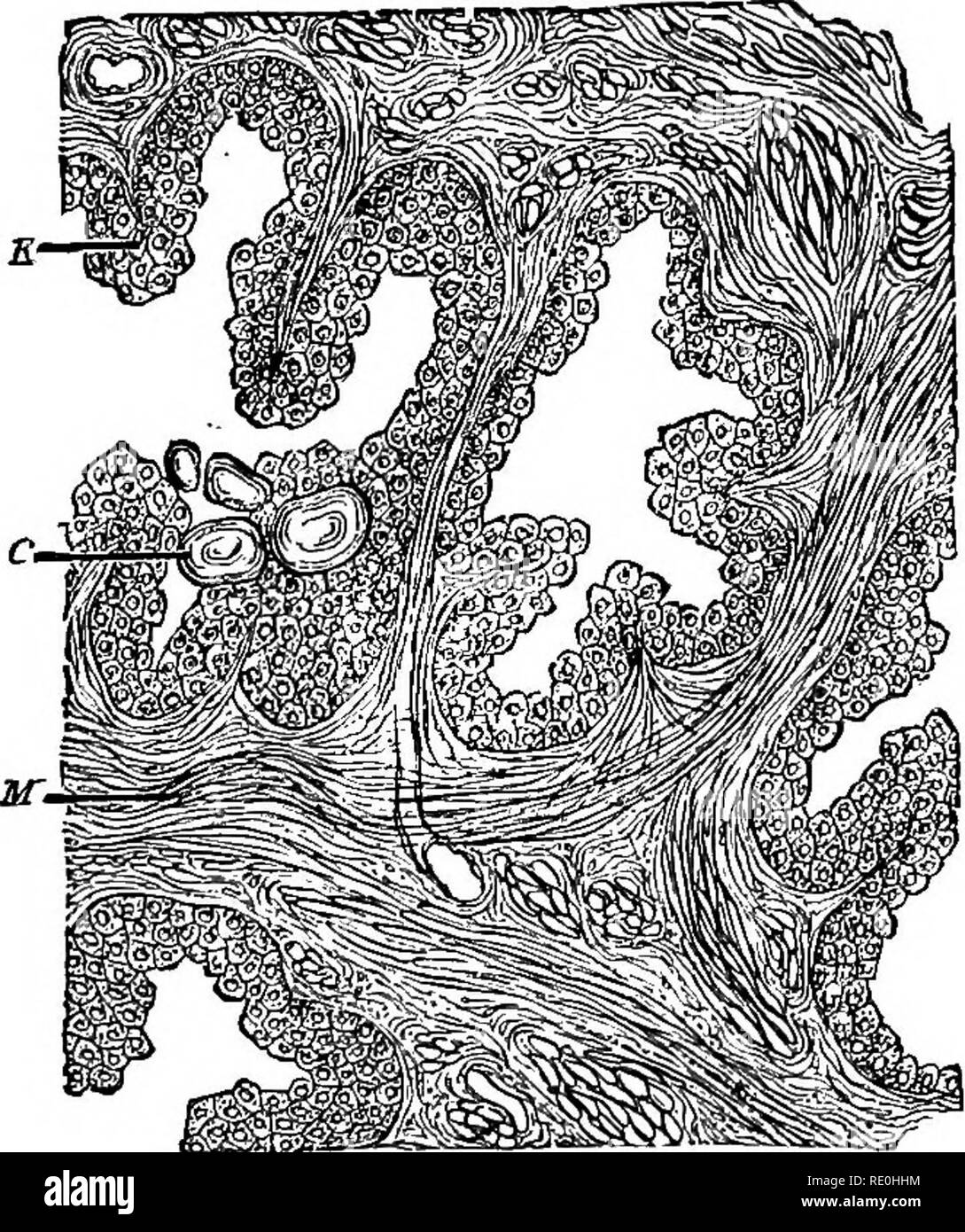 Castrated man hi-res stock photography and images - Alamy