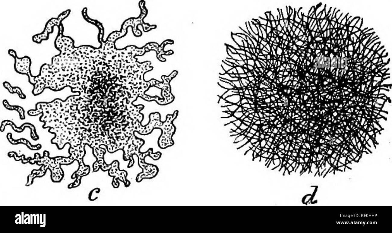 Filamentous types hi-res stock photography and images - Alamy