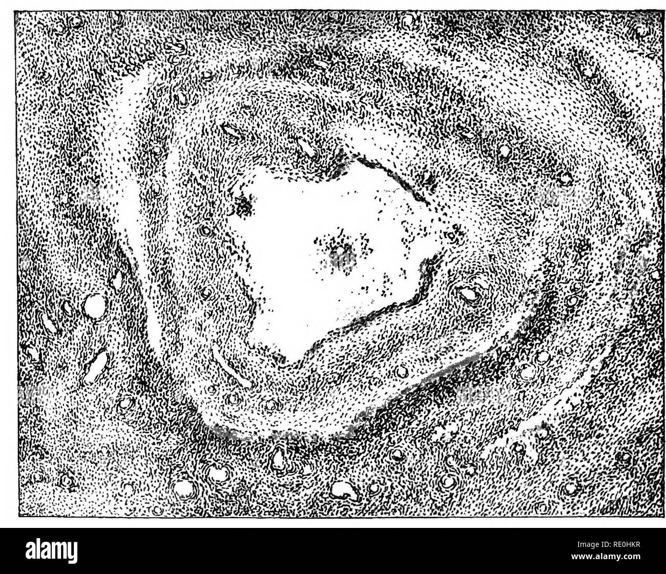 Follicle cells in reproduction hi-res stock photography and images - Alamy