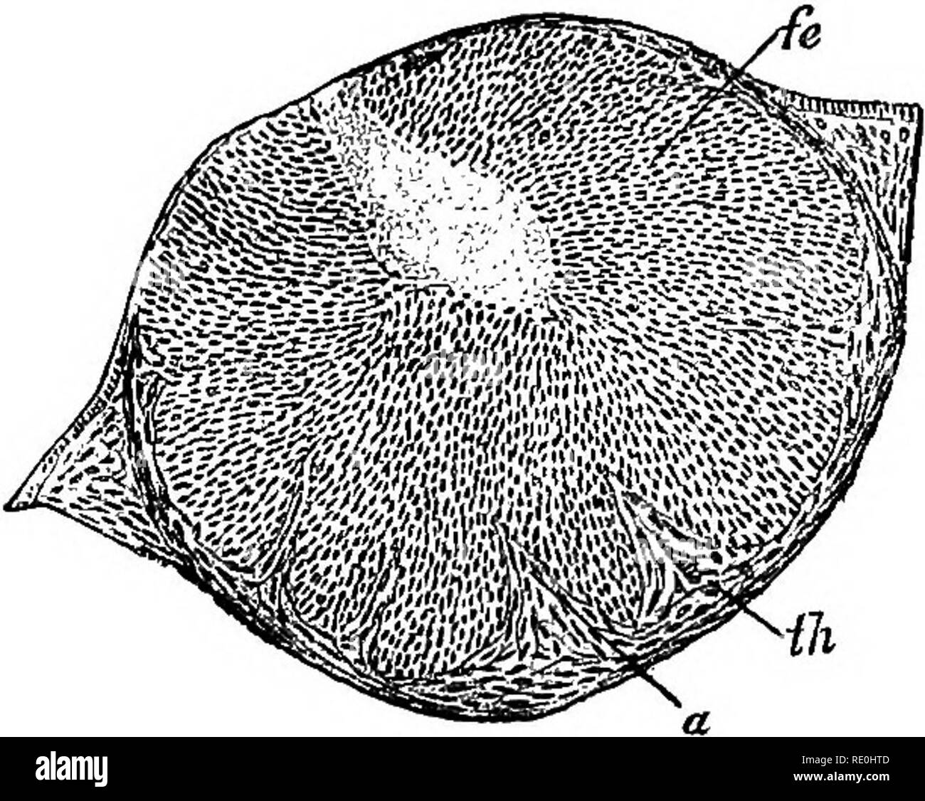 Luteal cells Black and White Stock Photos & Images - Alamy