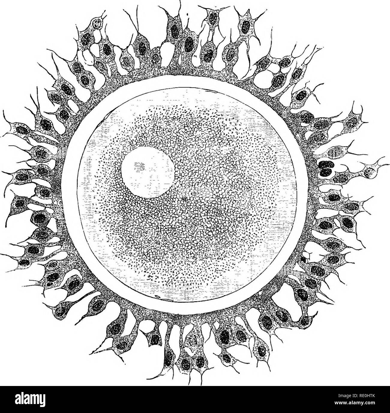 . The physiology of reproduction. Reproduction. CHANGES IN THE OVARY ...