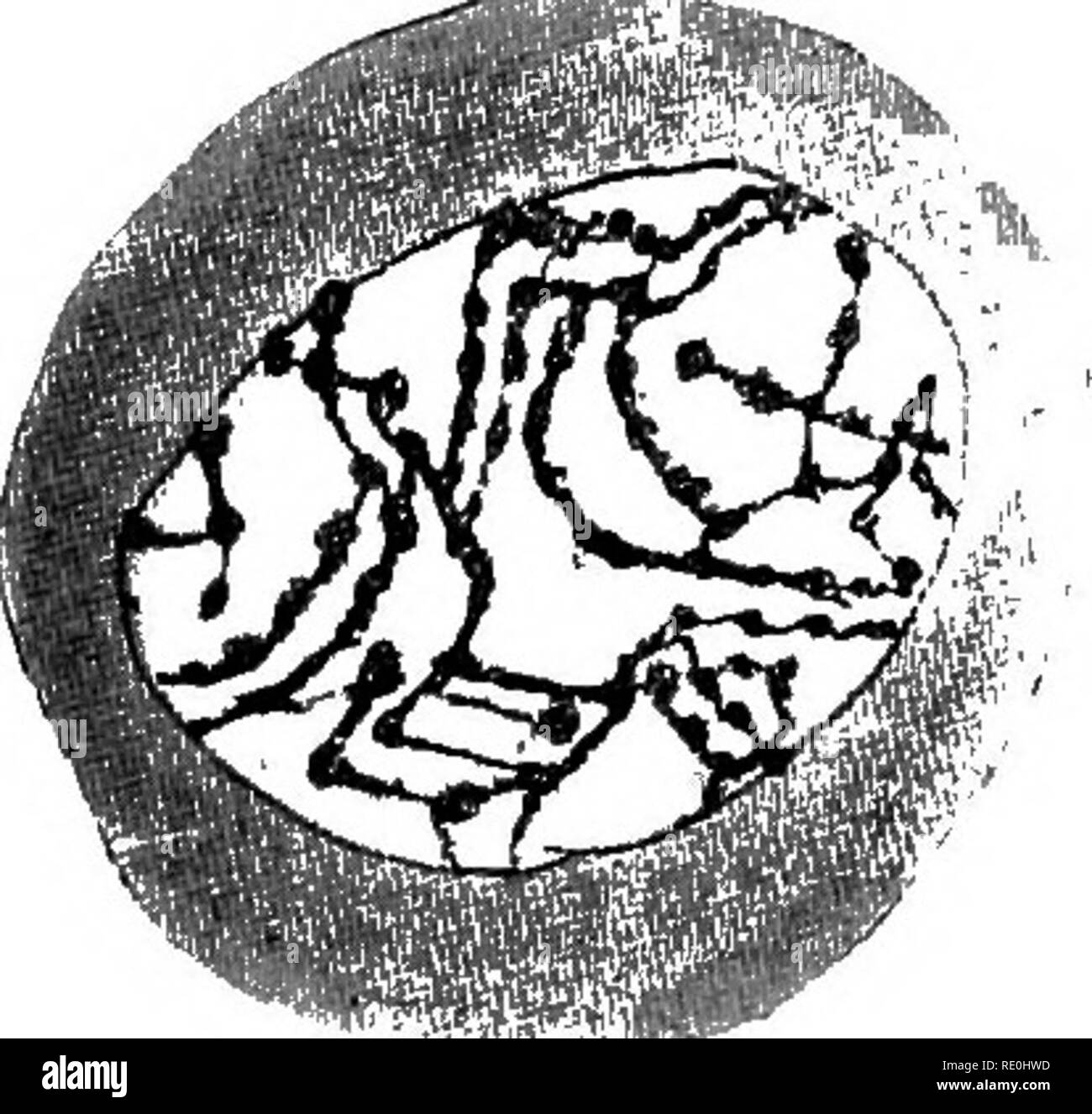 Developing ova hi-res stock photography and images - Alamy