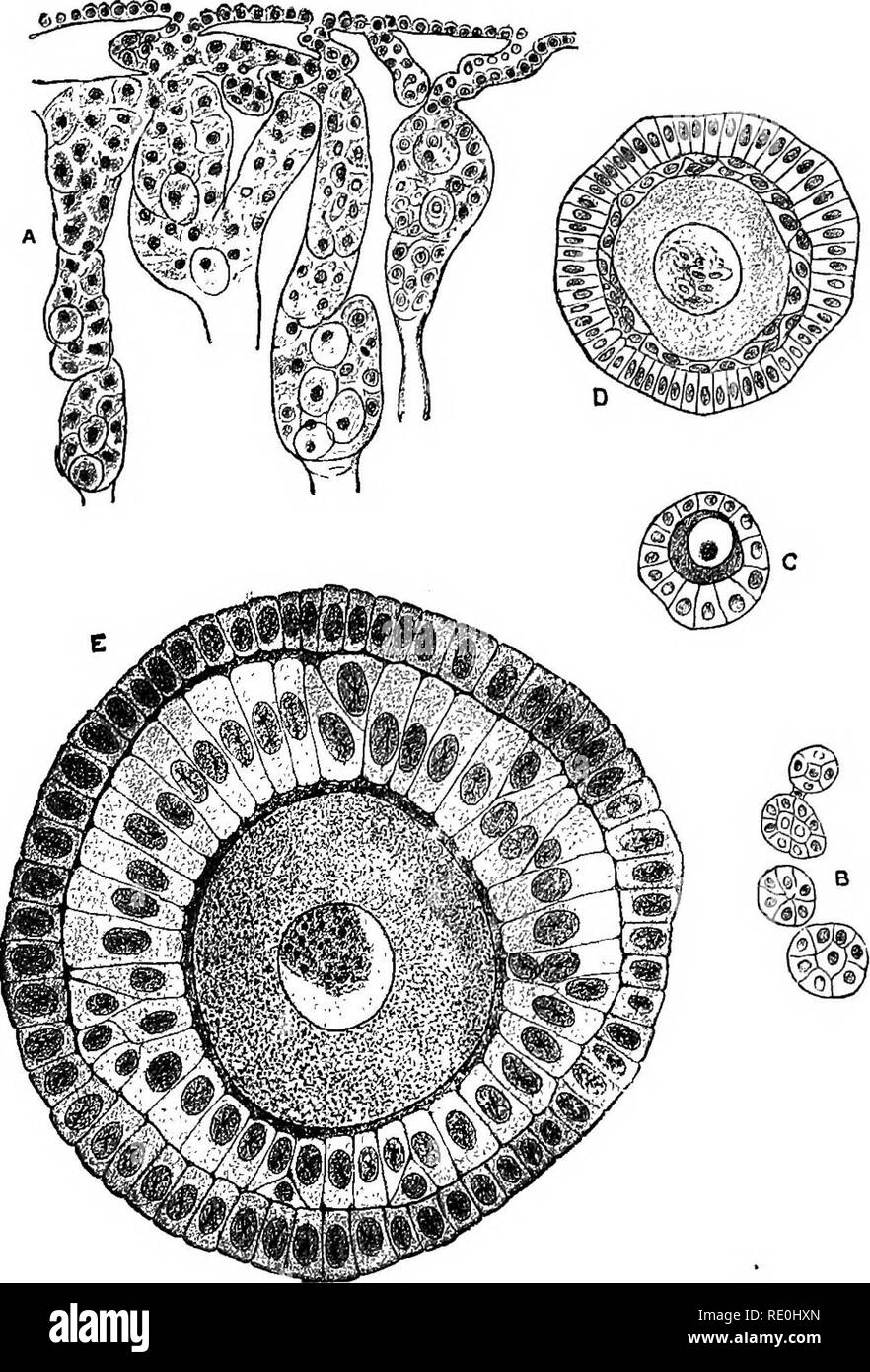 Graafian follicle Black and White Stock Photos & Images - Alamy