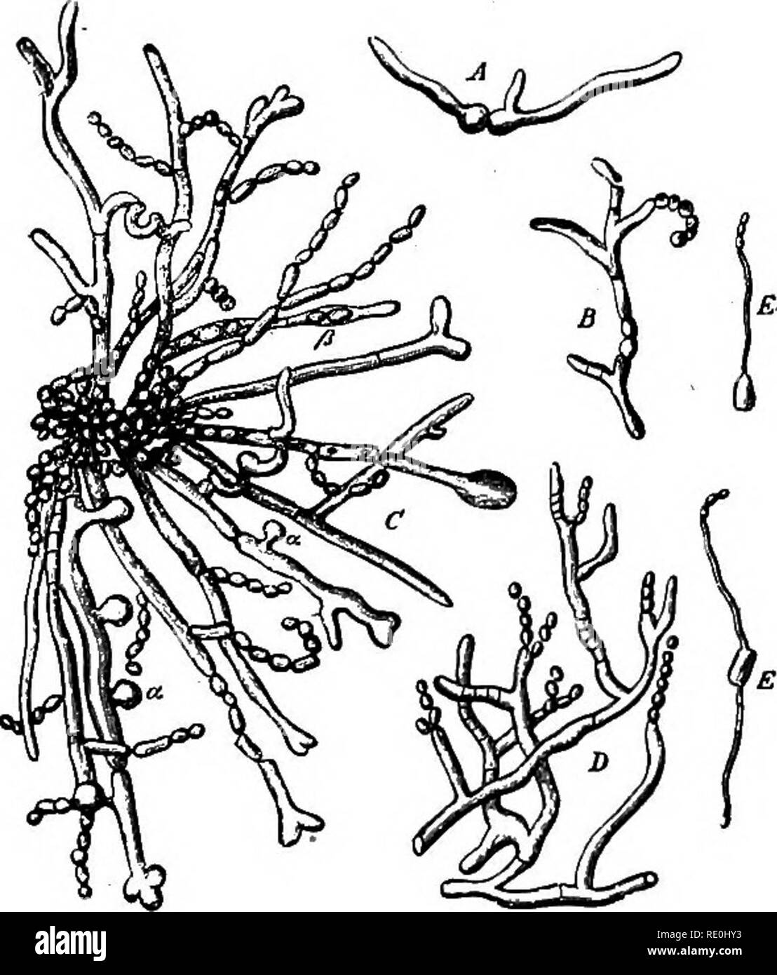 Mycelium bacteria Black and White Stock Photos & Images - Alamy