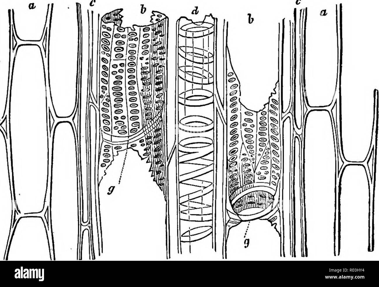 Organs Of Vascular Plants High Resolution Stock Photography and Images ...
