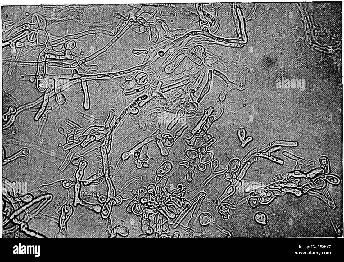 . A text-book upon the pathogenic Bacteria and Protozoa for students of ...
