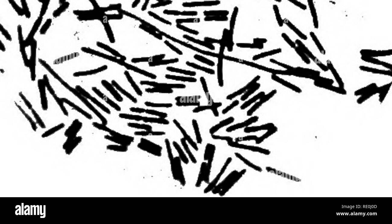 Flagellated bacteria hi-res stock photography and images - Alamy