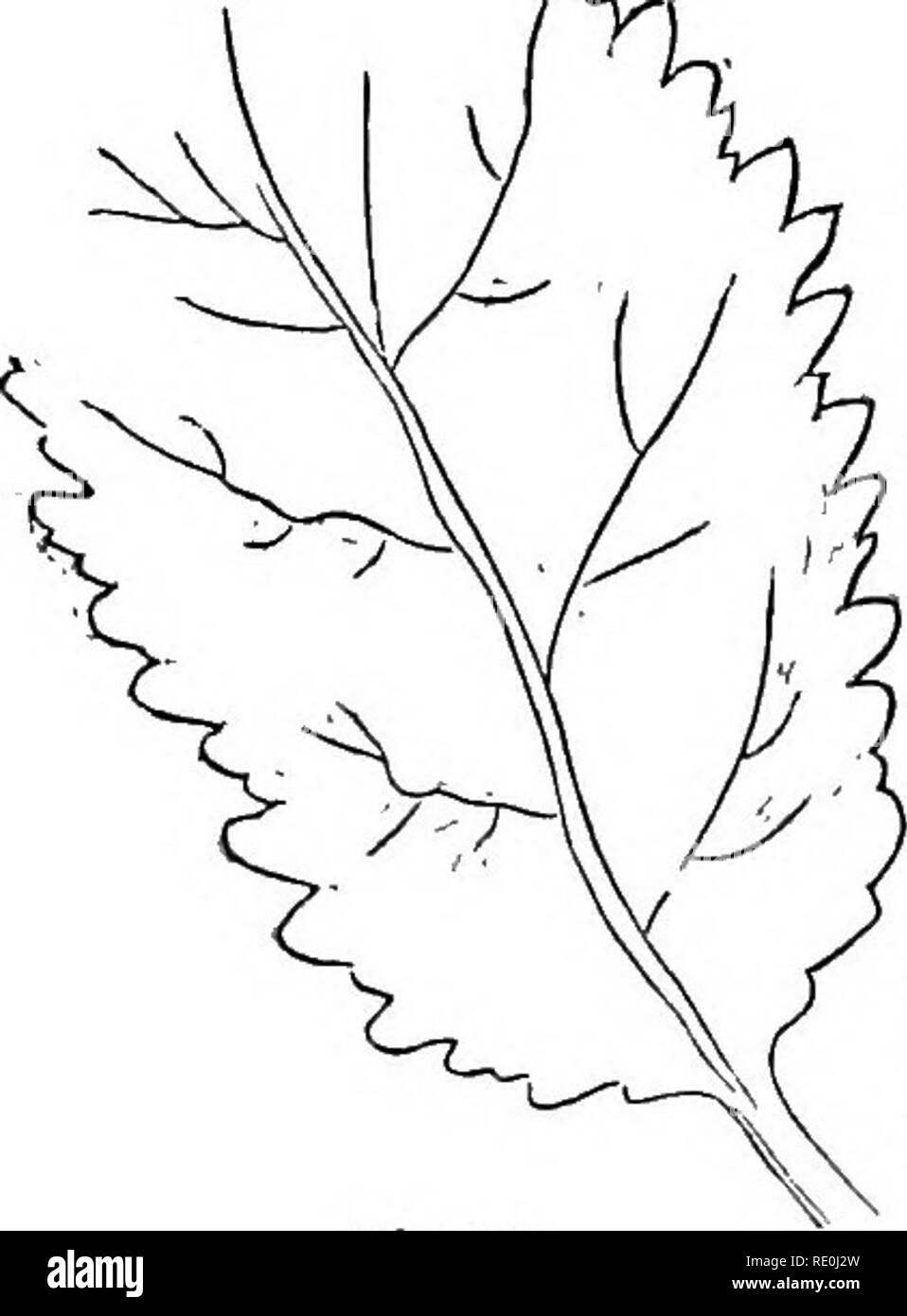 Rambo trees hi-res stock photography and images - Alamy