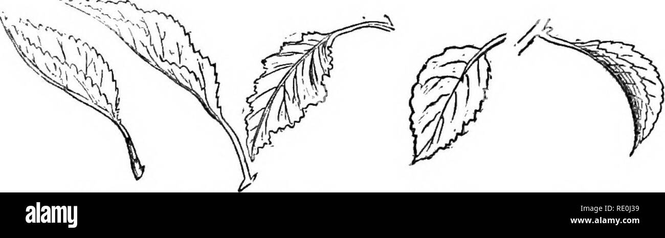 . The American fruit culturist : containing directions for the ...