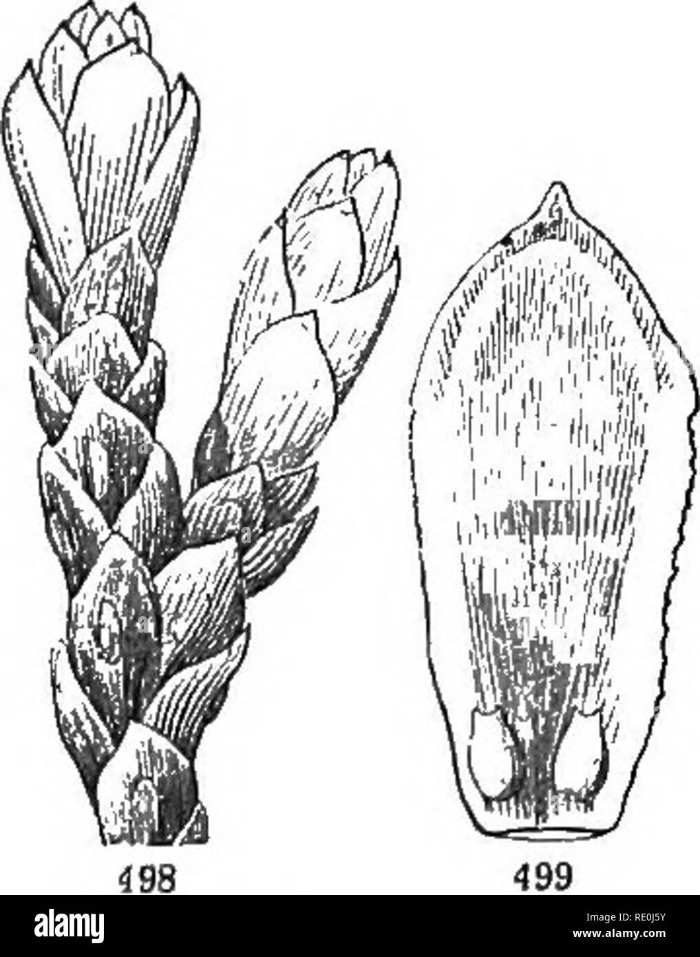 . Botany for young people and common schools : how plants grow : a ...