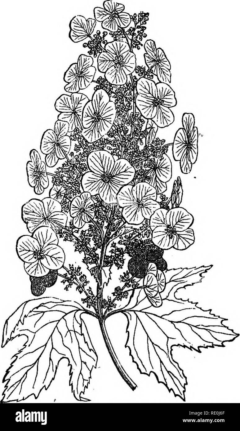 Structure of the flower perianth Black and White Stock Photos & Images ...