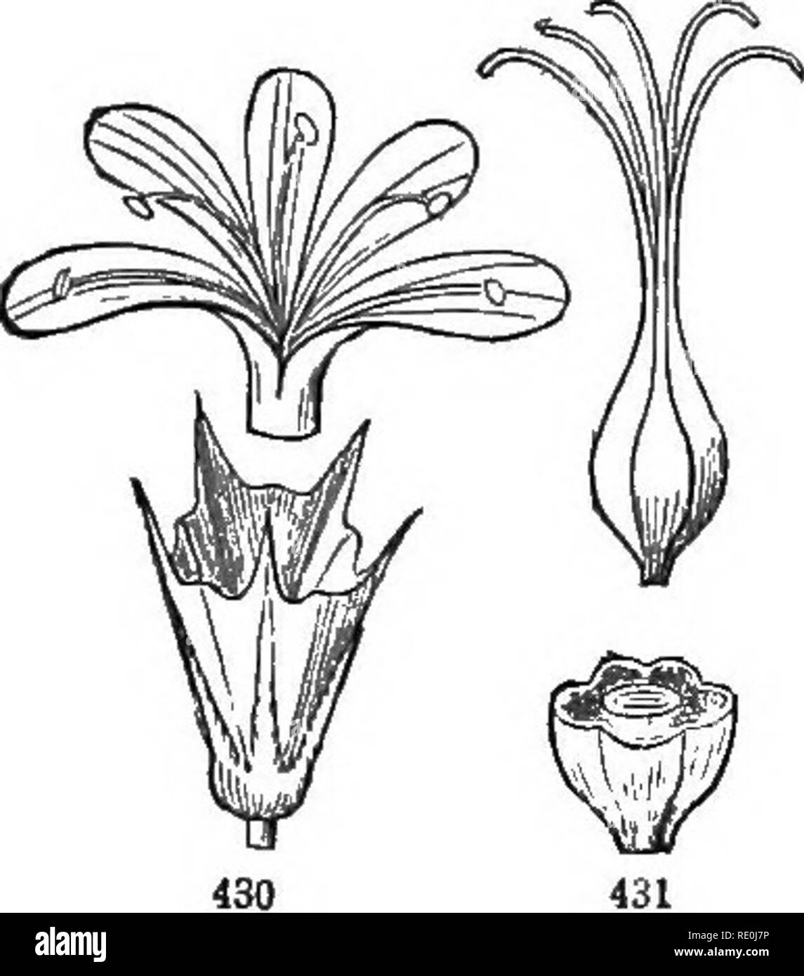 . Botany for young people and common schools : how plants grow : a ...