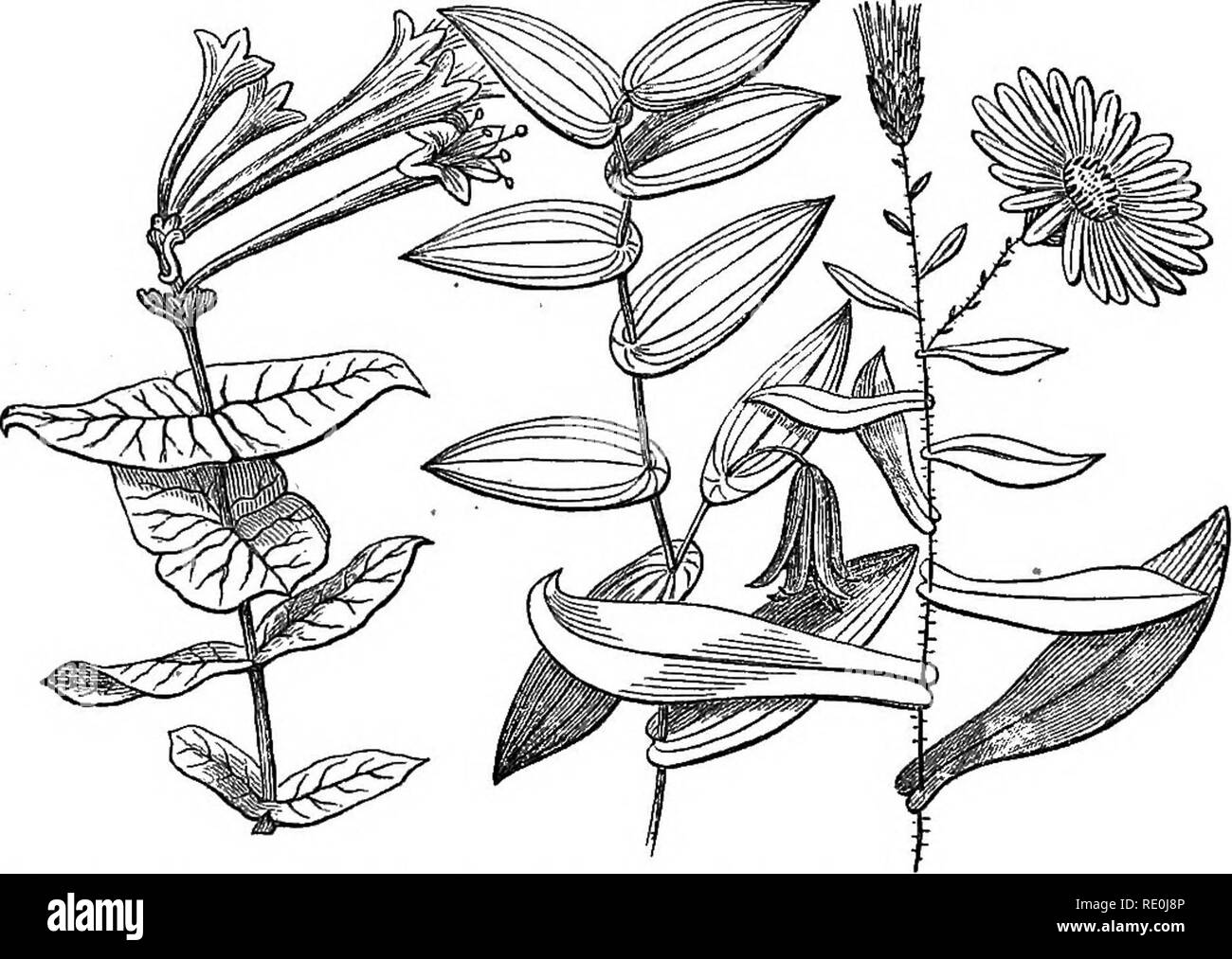 Ternate tree hi-res stock photography and images - Alamy