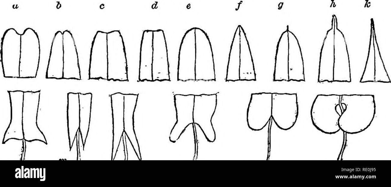 . Class-book of botany : being outlines of the structure, physiology ...