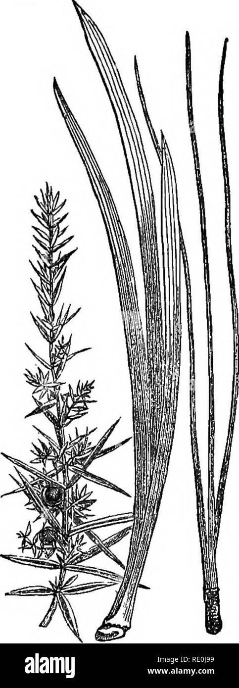 . Class-book of botany : being outlines of the structure, physiology ...