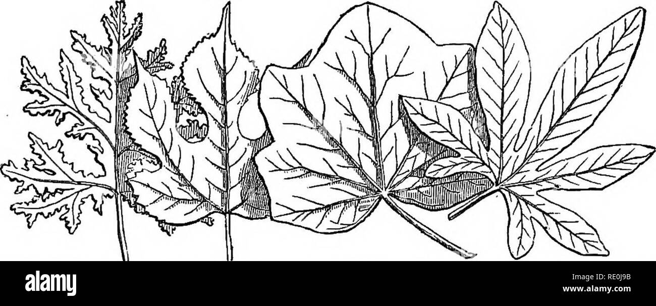 Palmately cleft leaves hi-res stock photography and images - Alamy