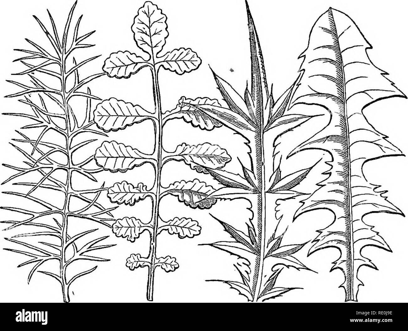 Nigella Black and White Stock Photos & Images - Alamy