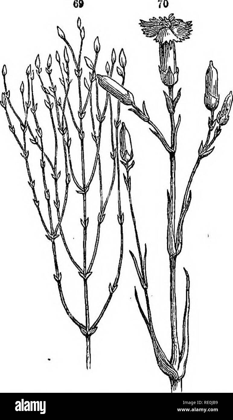 Axillary bud growth hi-res stock photography and images - Alamy