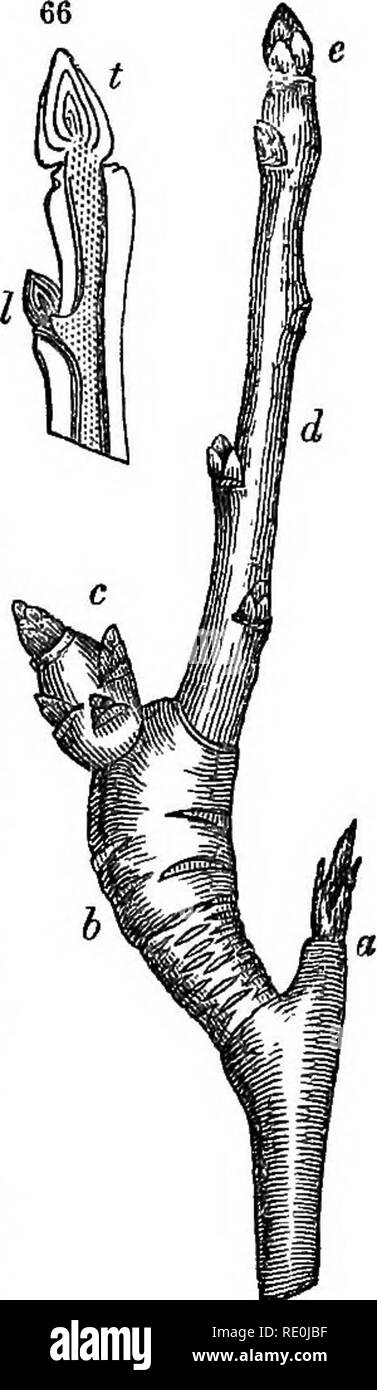 . Class-book of botany : being outlines of the structure, physiology ...