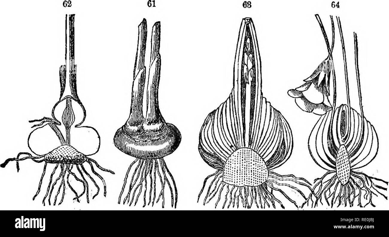 . Class-book of botany : being outlines of the structure, physiology ...