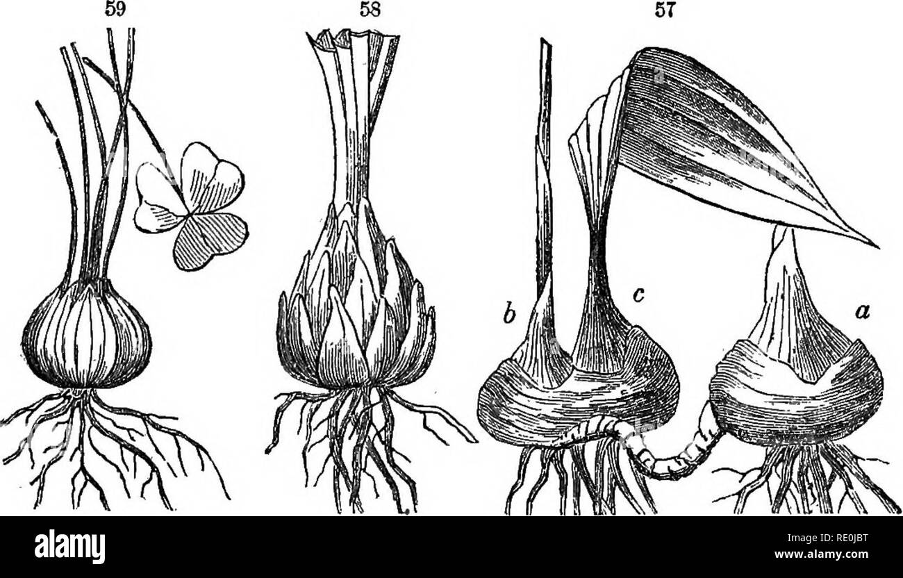 . Class-book of botany : being outlines of the structure, physiology ...