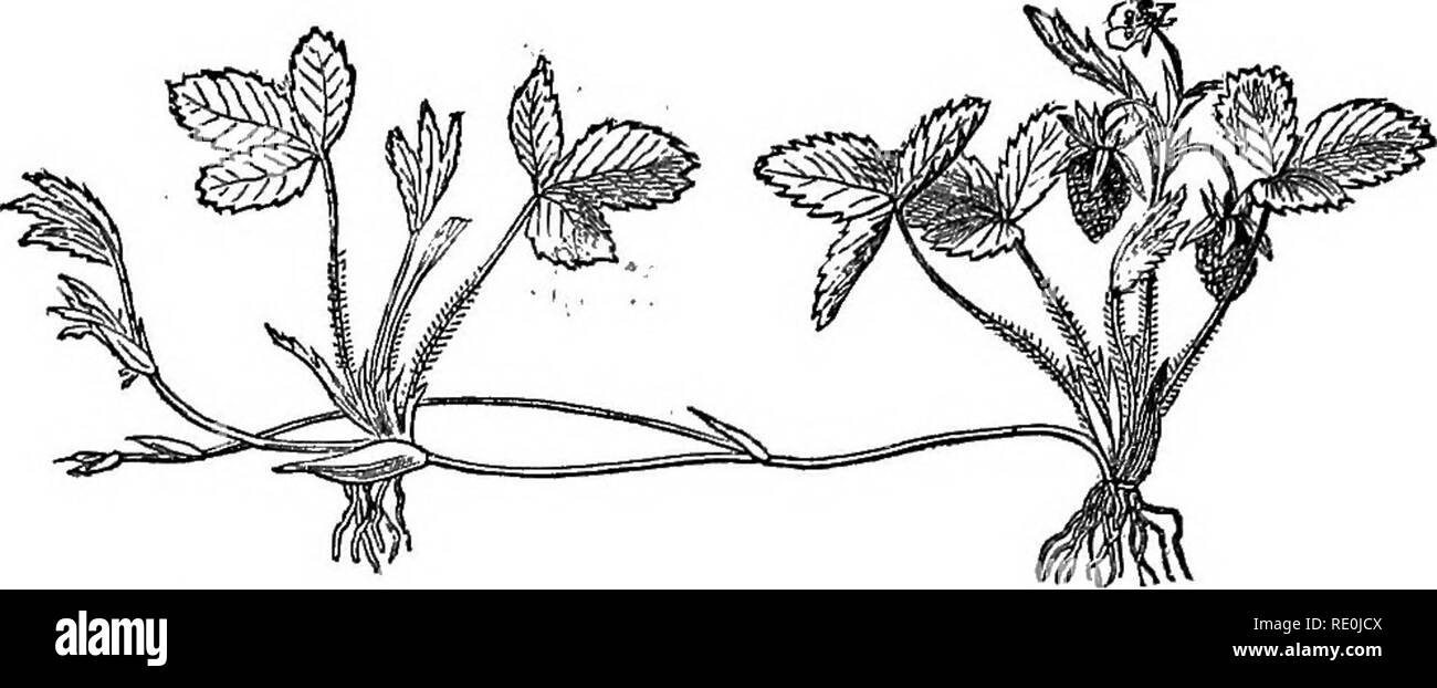 Rosette branches Black and White Stock Photos & Images - Alamy